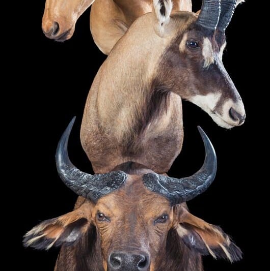 ROAN Taxidermy South Africa | Get ROAN Trophy Mount Quote