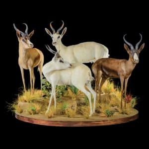SPRINGBUCK Taxidermy South Africa - Life-form Taxidermy
