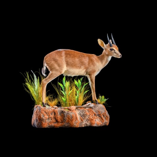 SUNI Taxidermy South Africa - Life-form Taxidermy