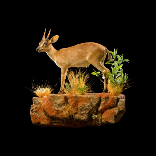 SUNI Taxidermy South Africa - Life-form Taxidermy