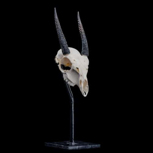 SUNI Taxidermy South Africa - Life-form Taxidermy