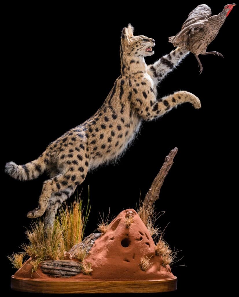 SERVAL Taxidermy South Africa - Life-form Taxidermy