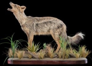 Best JACKAL Taxidermy South Africa | Get JACKAL Trophy Quote