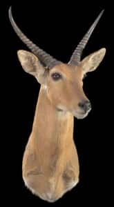 REEDBUCK Taxidermy South Africa | Get REEDBUCK Trophy Quote