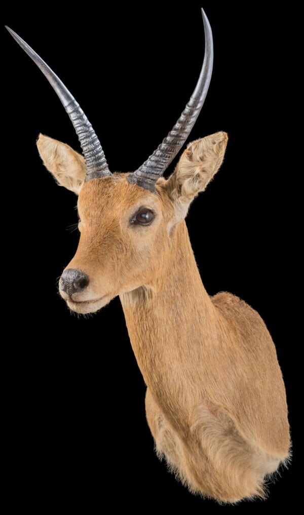 REEDBUCK Taxidermy South Africa | Get REEDBUCK Trophy Quote