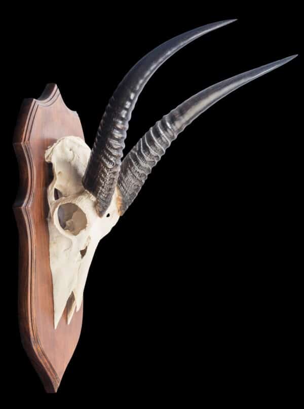 REEDBUCK Taxidermy South Africa | Get REEDBUCK Trophy Quote