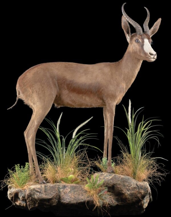 SPRINGBUCK Taxidermy South Africa | SPRINGBUCK Trophy Quote