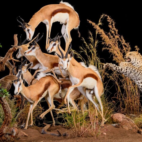 SPRINGBUCK Taxidermy South Africa | SPRINGBUCK Trophy Quote