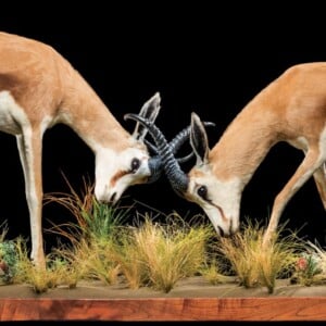 SPRINGBUCK Taxidermy South Africa | SPRINGBUCK Trophy Quote