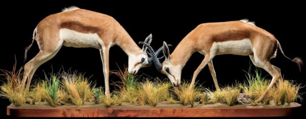 SPRINGBUCK Taxidermy South Africa | SPRINGBUCK Trophy Quote