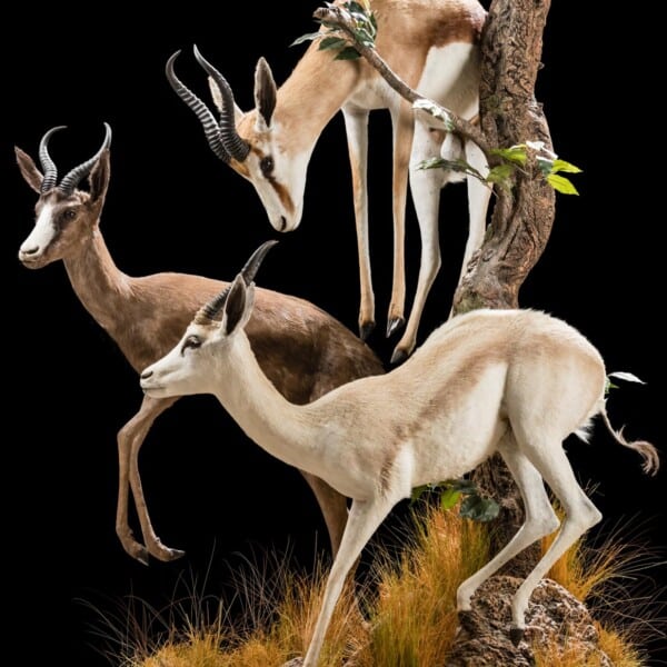 SPRINGBUCK Taxidermy South Africa | SPRINGBUCK Trophy Quote