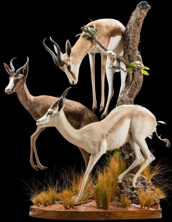 SPRINGBUCK Taxidermy South Africa | SPRINGBUCK Trophy Quote