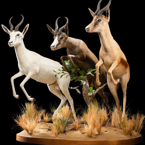 Springbuck Black, Shouldermount Slt Left - GG347 Archives - Life-form ...