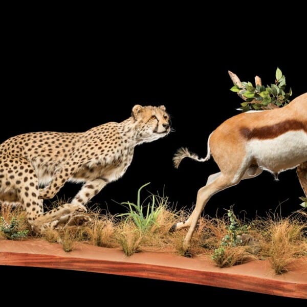 SPRINGBUCK Taxidermy South Africa | SPRINGBUCK Trophy Quote