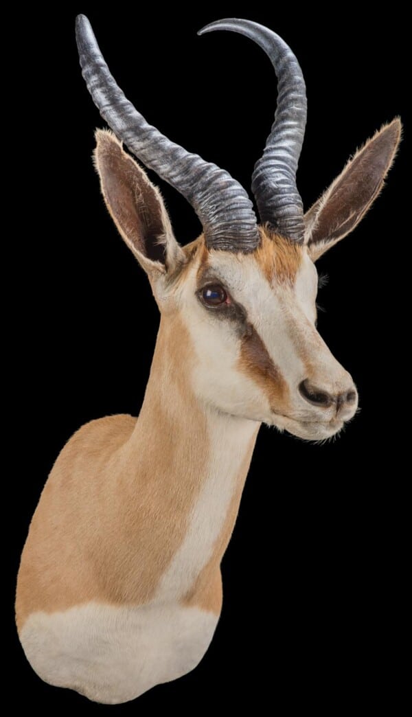 SPRINGBUCK Taxidermy South Africa | SPRINGBUCK Trophy Quote