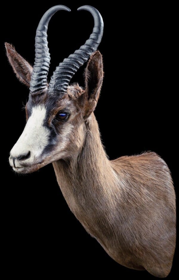 SPRINGBUCK Taxidermy South Africa | SPRINGBUCK Trophy Quote