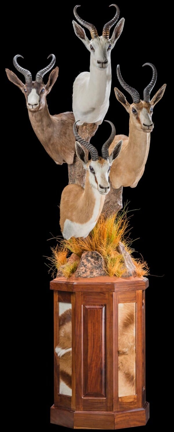 SPRINGBUCK Taxidermy South Africa | SPRINGBUCK Trophy Quote