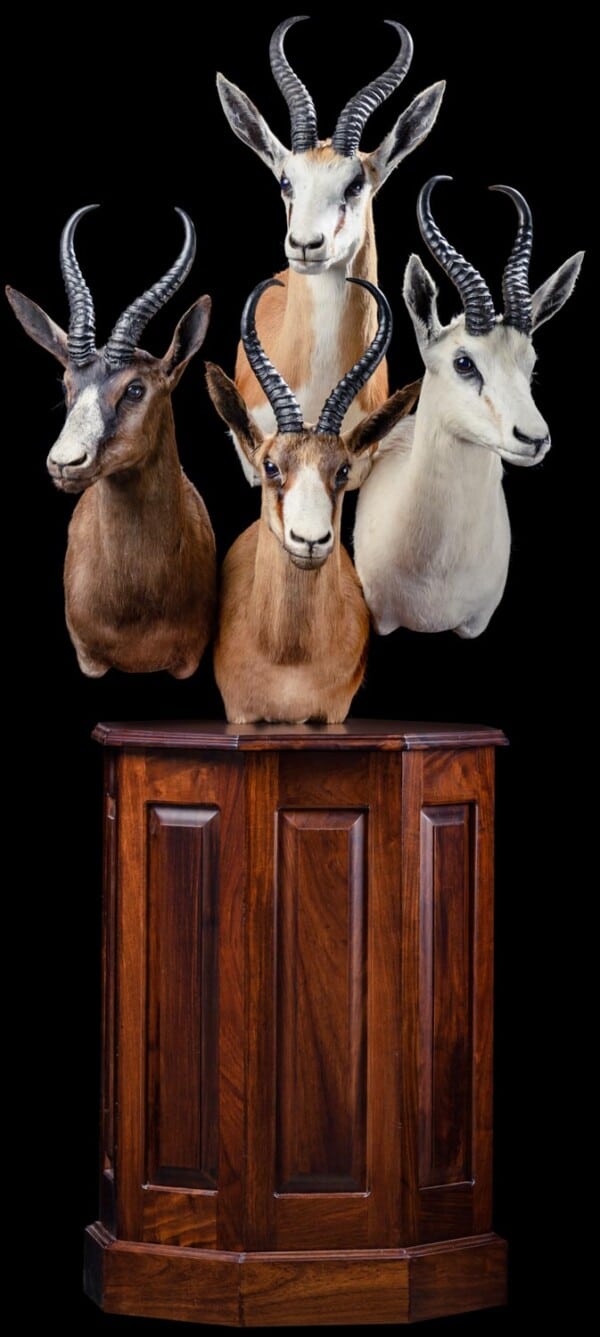 SPRINGBUCK Taxidermy South Africa | SPRINGBUCK Trophy Quote