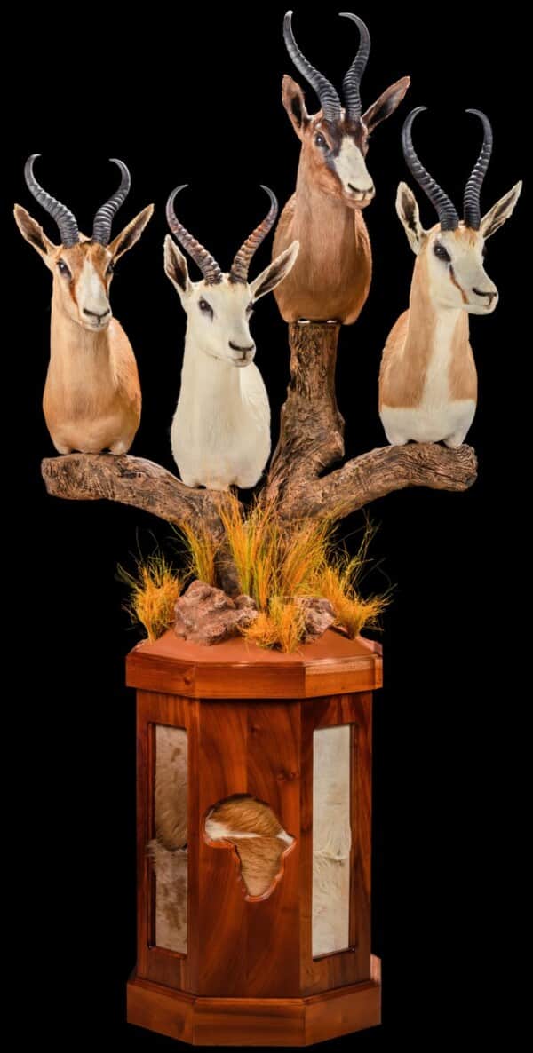 SPRINGBUCK Taxidermy South Africa | SPRINGBUCK Trophy Quote