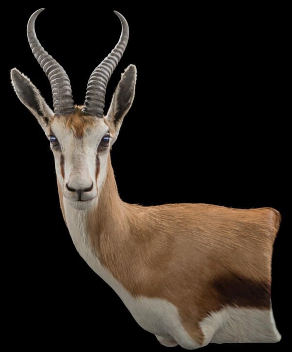 SPRINGBUCK Taxidermy South Africa | SPRINGBUCK Trophy Quote