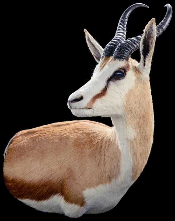 SPRINGBUCK Taxidermy South Africa | SPRINGBUCK Trophy Quote