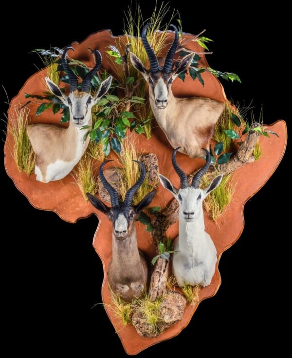 SPRINGBUCK Taxidermy South Africa | SPRINGBUCK Trophy Quote