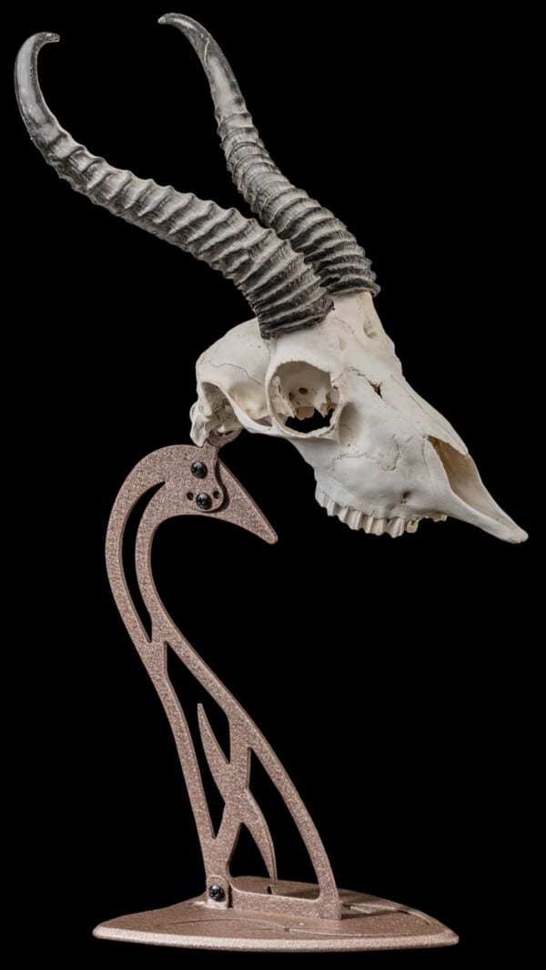 SPRINGBUCK Taxidermy South Africa | SPRINGBUCK Trophy Quote