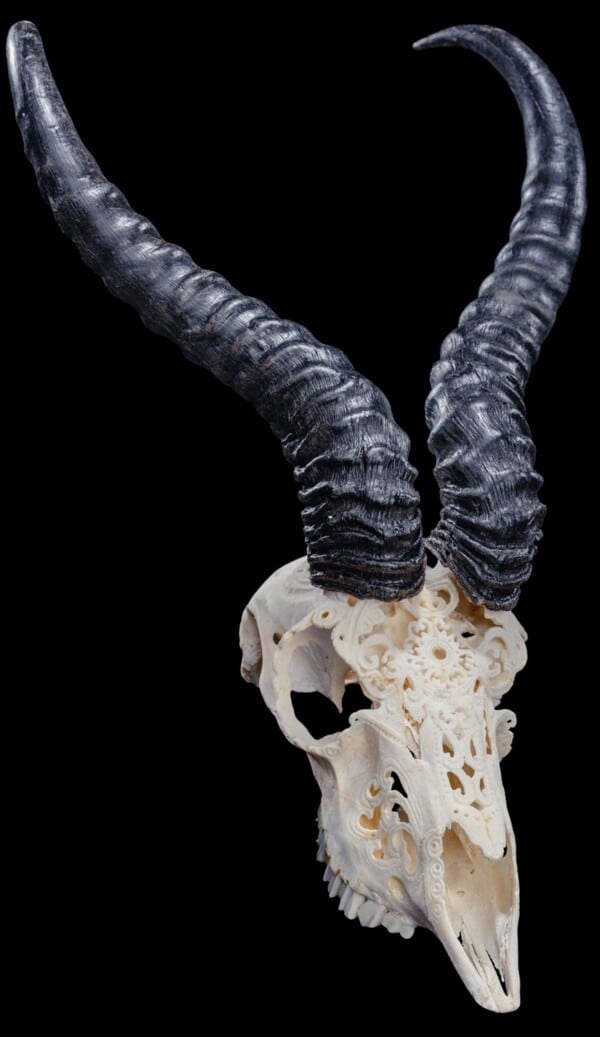 SPRINGBUCK Taxidermy South Africa | SPRINGBUCK Trophy Quote