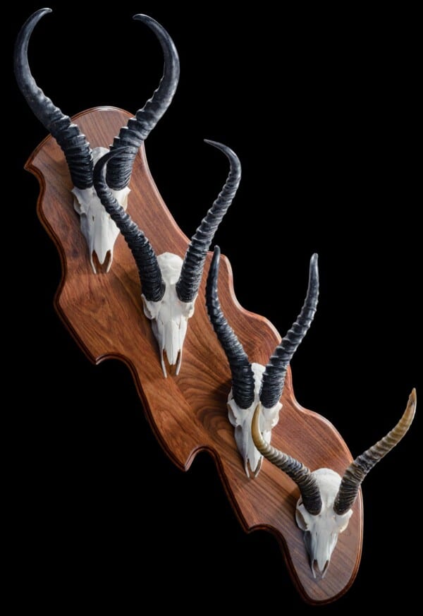 SPRINGBUCK Taxidermy South Africa | SPRINGBUCK Trophy Quote