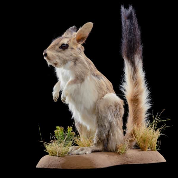 SPRINGHARE Taxidermy South Africa | Get SPRINGHARE Trophy Quote