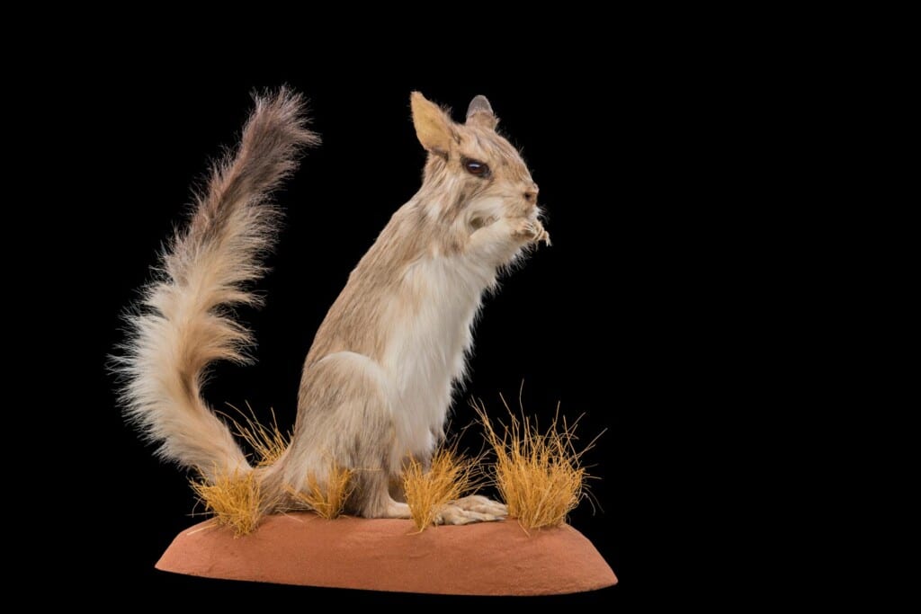 SPRINGHARE Taxidermy South Africa - Life-form Taxidermy