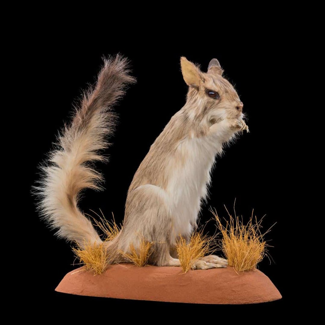 SPRINGHARE Taxidermy South Africa | Get SPRINGHARE Trophy Quote