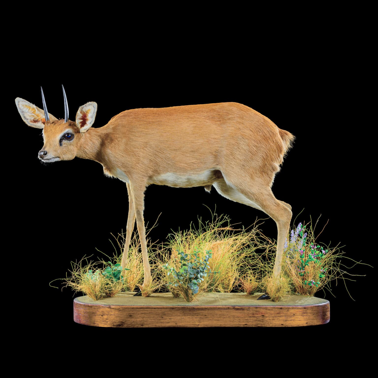 STEENBUCK Taxidermy South Africa | Get STEENBUCK Trophy Quote