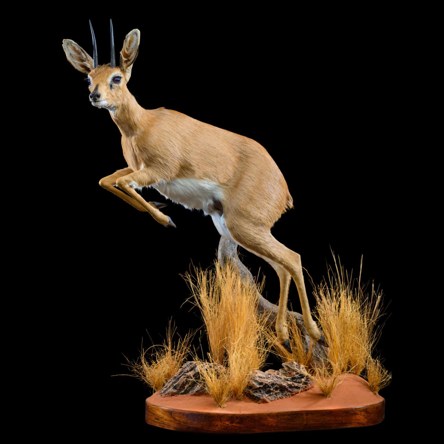 STEENBUCK Taxidermy South Africa | Get STEENBUCK Trophy Quote