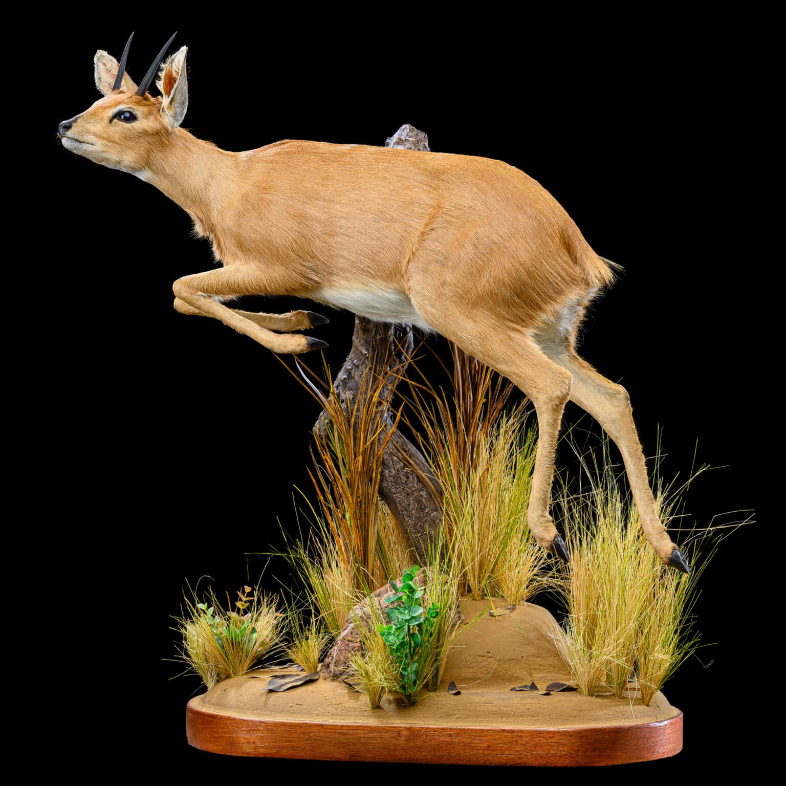 STEENBUCK Taxidermy South Africa | Get STEENBUCK Trophy Quote
