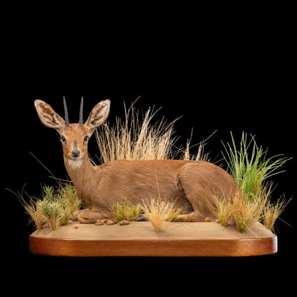 STEENBUCK Taxidermy South Africa | Get STEENBUCK Trophy Quote