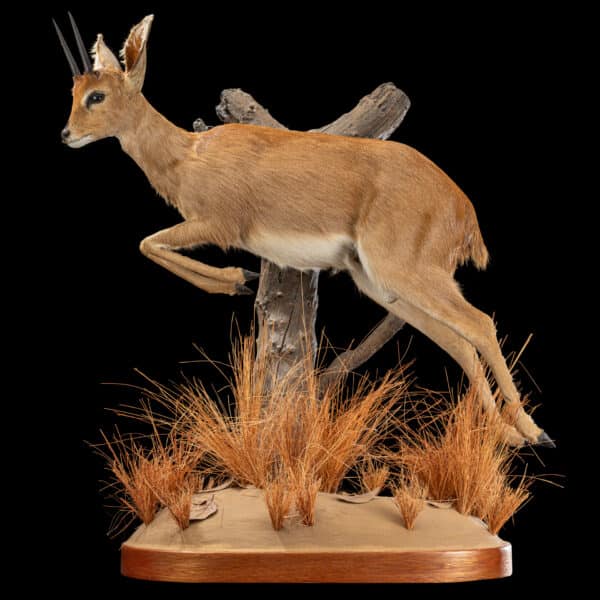 STEENBUCK Taxidermy South Africa | Get STEENBUCK Trophy Quote