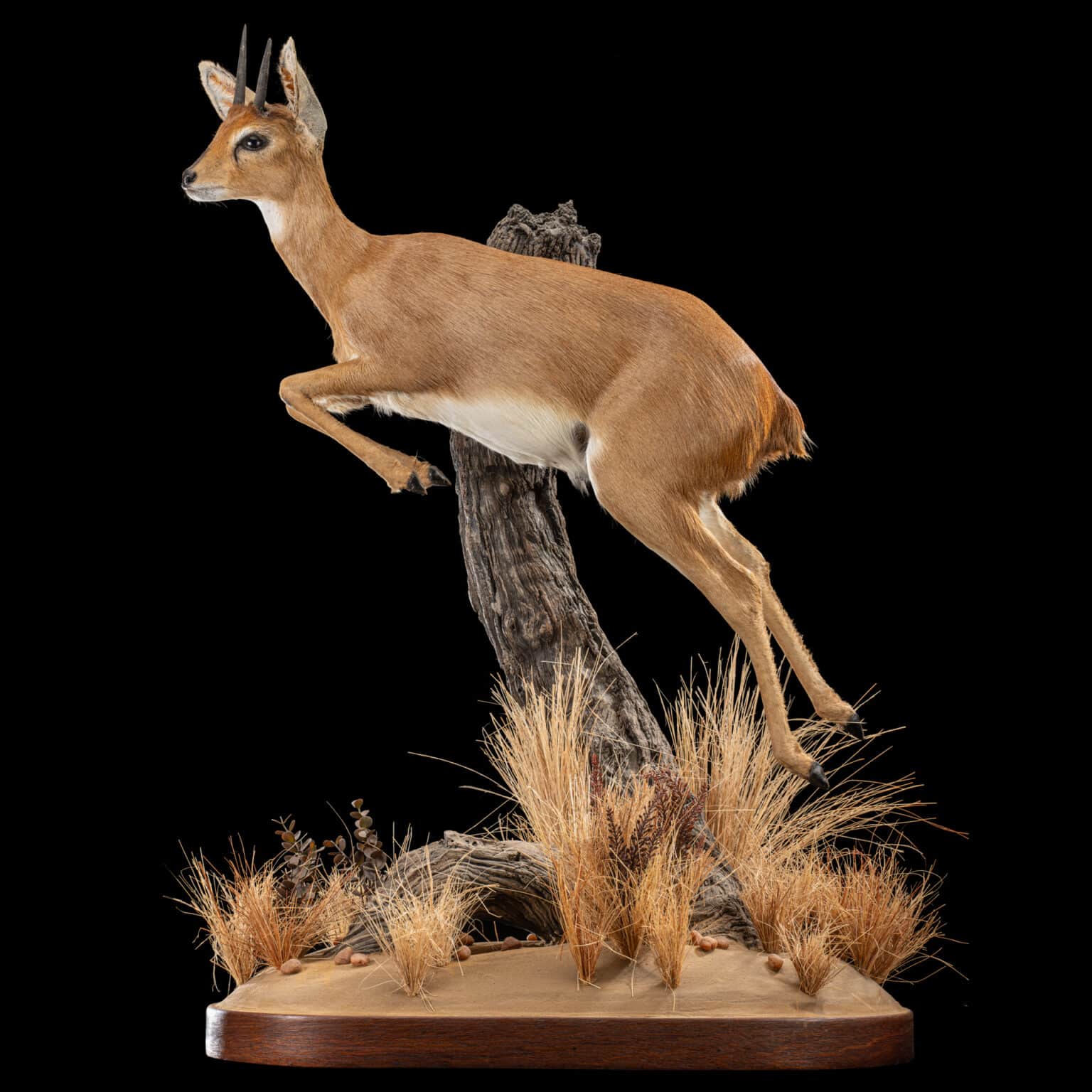 STEENBUCK Taxidermy South Africa | Get STEENBUCK Trophy Quote