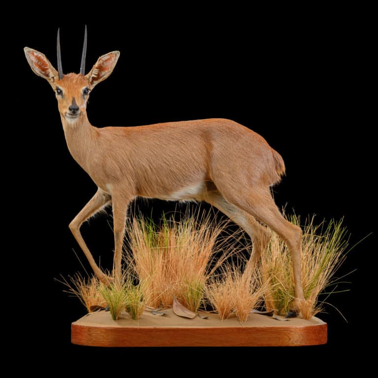 STEENBUCK Taxidermy South Africa | Get STEENBUCK Trophy Quote