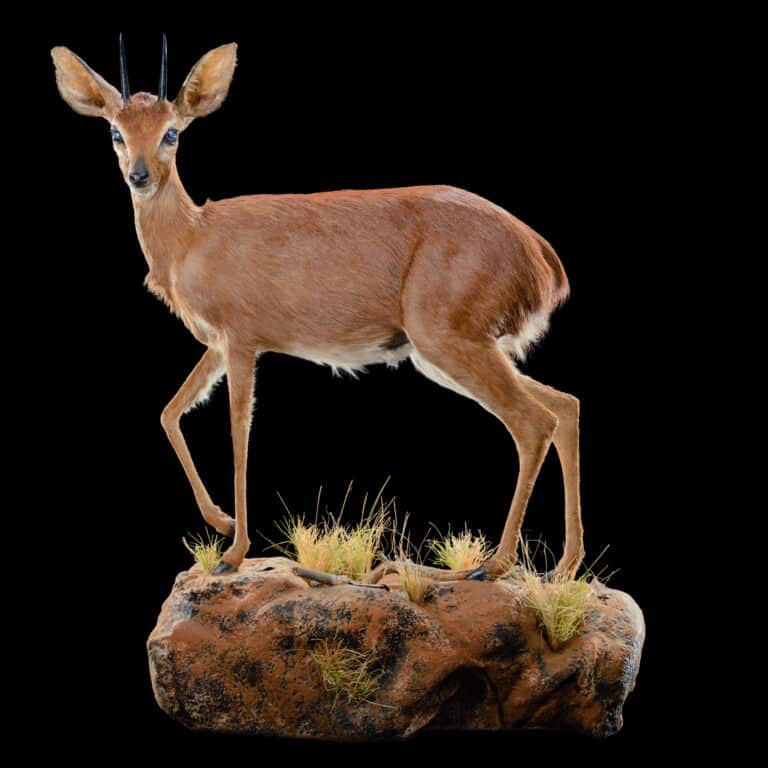 STEENBUCK Taxidermy South Africa | Get STEENBUCK Trophy Quote