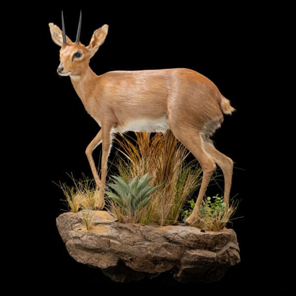 STEENBUCK Taxidermy South Africa | Get STEENBUCK Trophy Quote