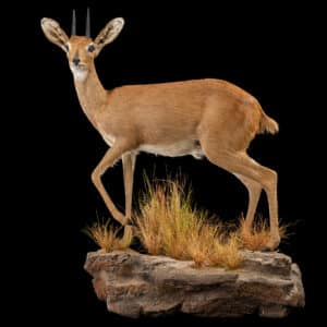 STEENBUCK Taxidermy South Africa | Get STEENBUCK Trophy Quote