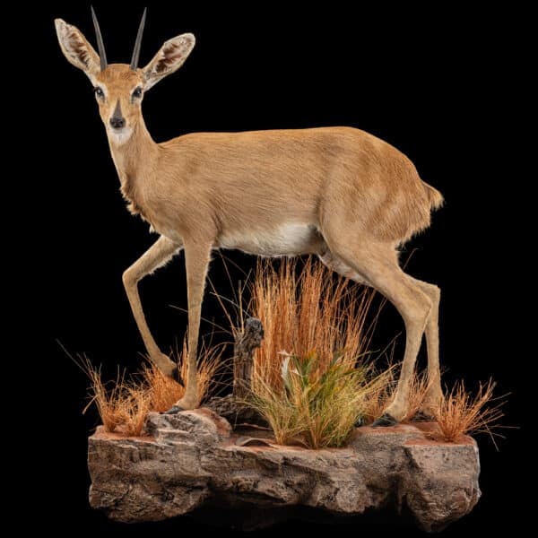 STEENBUCK Taxidermy South Africa | Get STEENBUCK Trophy Quote