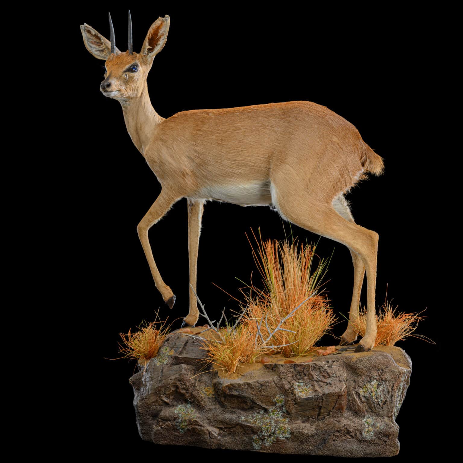 STEENBUCK Taxidermy South Africa | Get STEENBUCK Trophy Quote