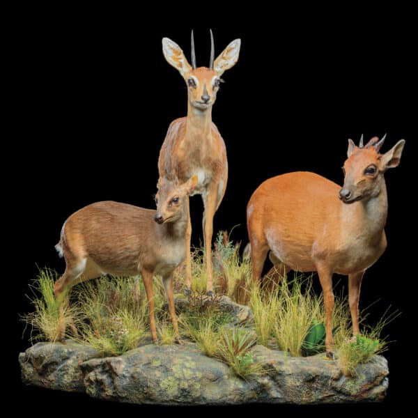 STEENBUCK Taxidermy South Africa | Get STEENBUCK Trophy Quote