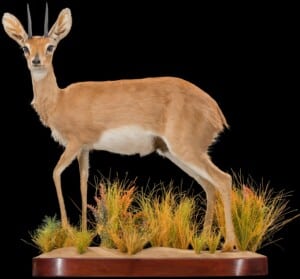 STEENBUCK Taxidermy South Africa - Life-form Taxidermy