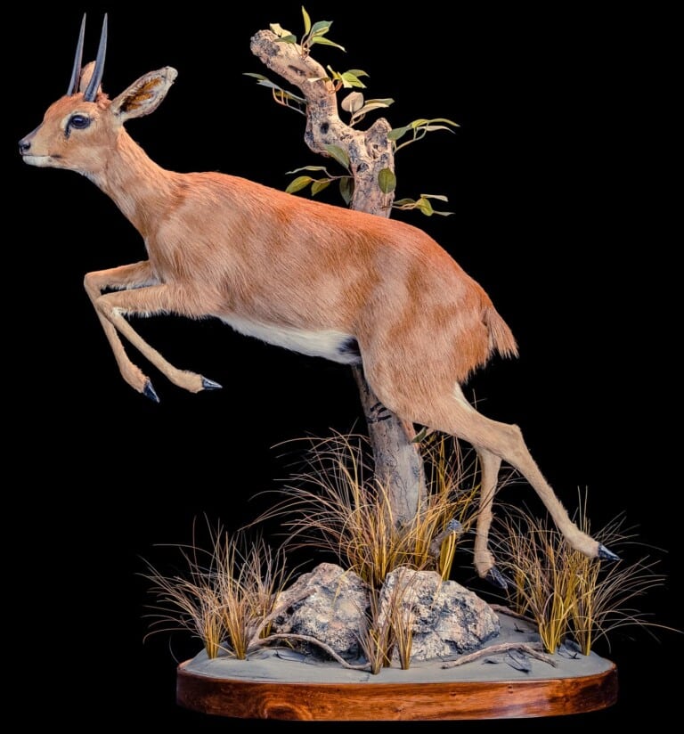 STEENBUCK Taxidermy South Africa | Get STEENBUCK Trophy Quote