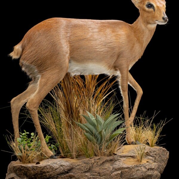 STEENBUCK Taxidermy South Africa | Get STEENBUCK Trophy Quote
