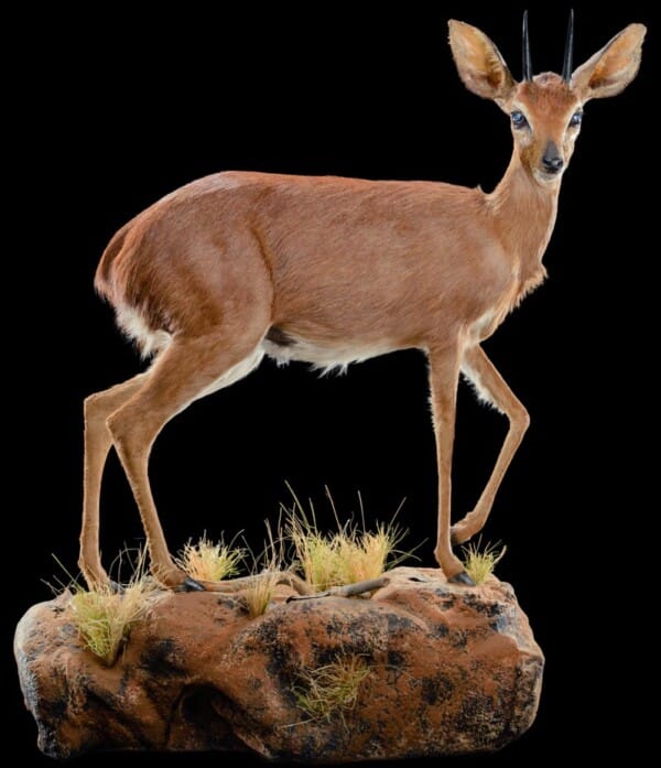 STEENBUCK Taxidermy South Africa | Get STEENBUCK Trophy Quote