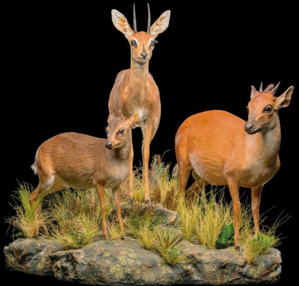 STEENBUCK Taxidermy South Africa | Get STEENBUCK Trophy Quote